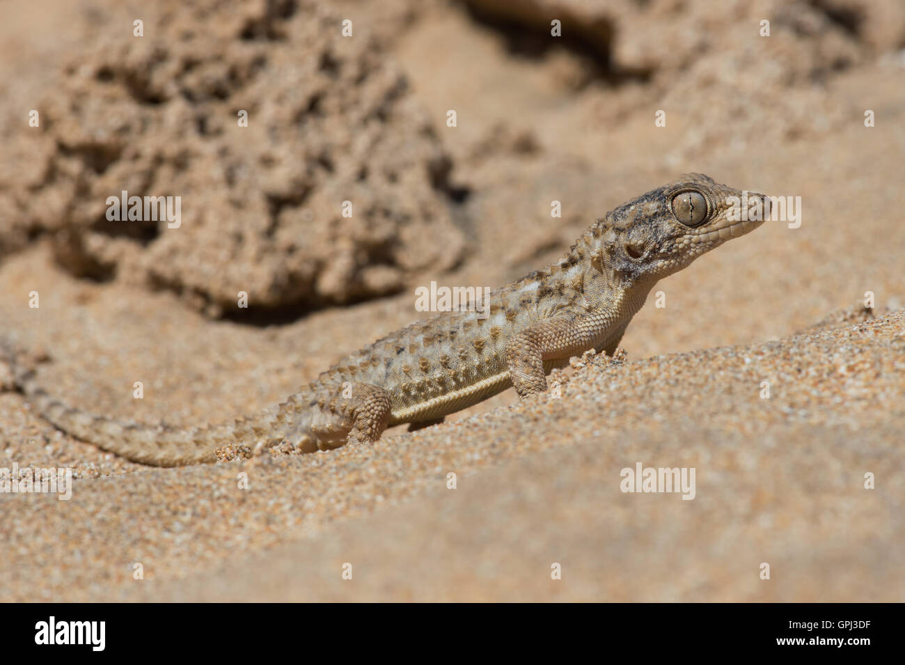 Moorish Gecko (Tarentola Mauritanica Stock Photo - Alamy