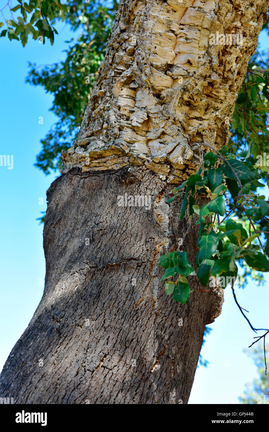 Cork oak tree (Quercus suber) growing wild in Algarve, Portugal. Close ...