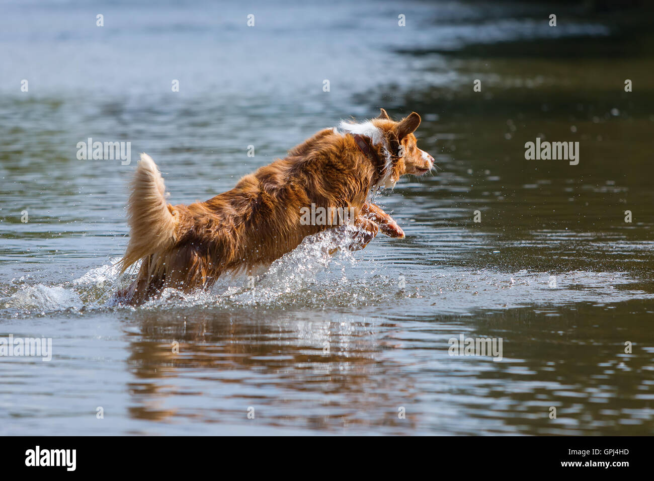 Shepherd jumping water hi-res stock photography and images - Alamy