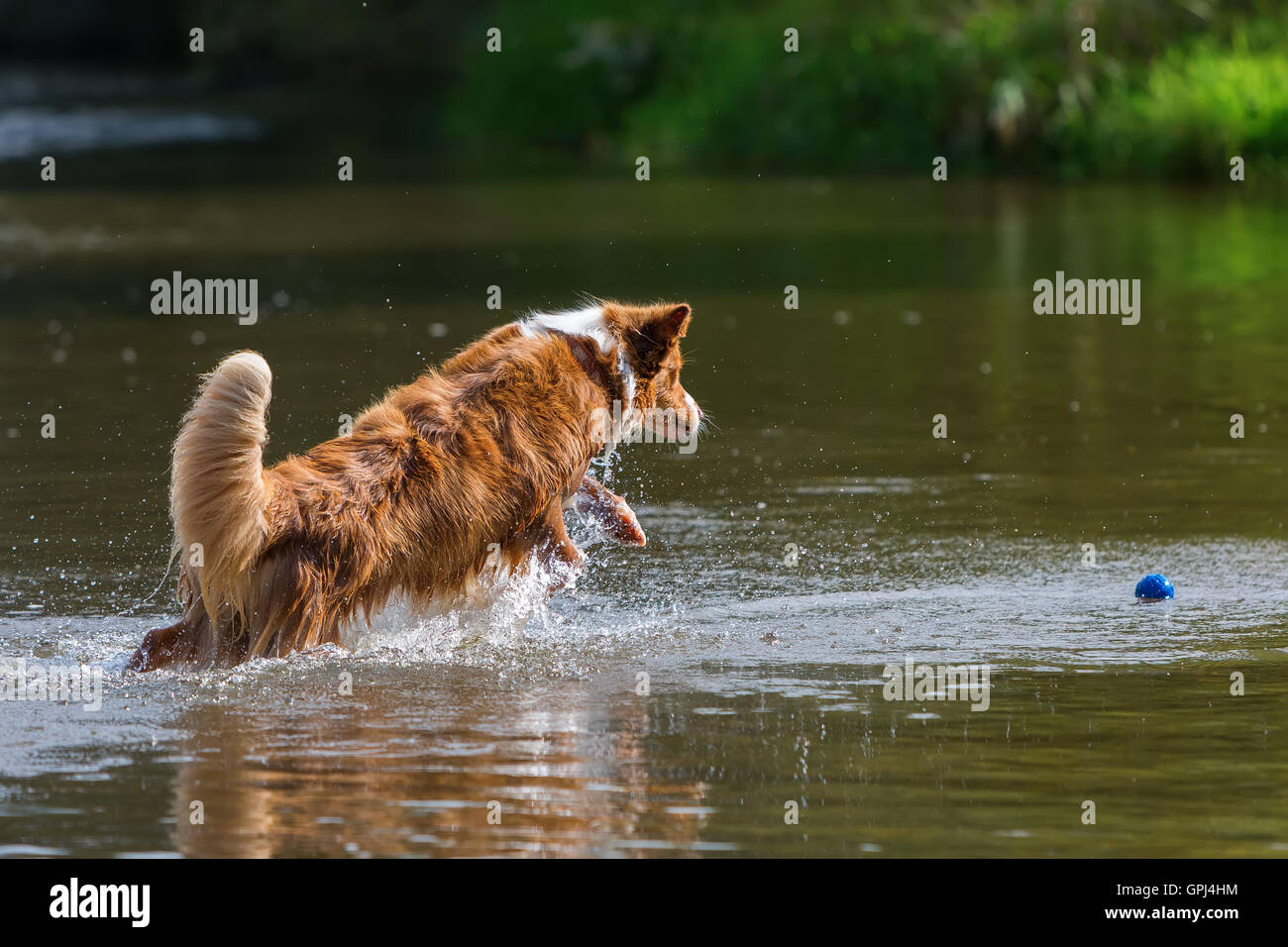 jumping Australian Shepherd dog in the water Stock Photo - Alamy
