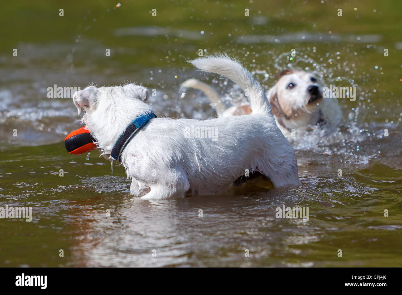 two Parson Russell Terrier are playing in a river Stock Photo - Alamy