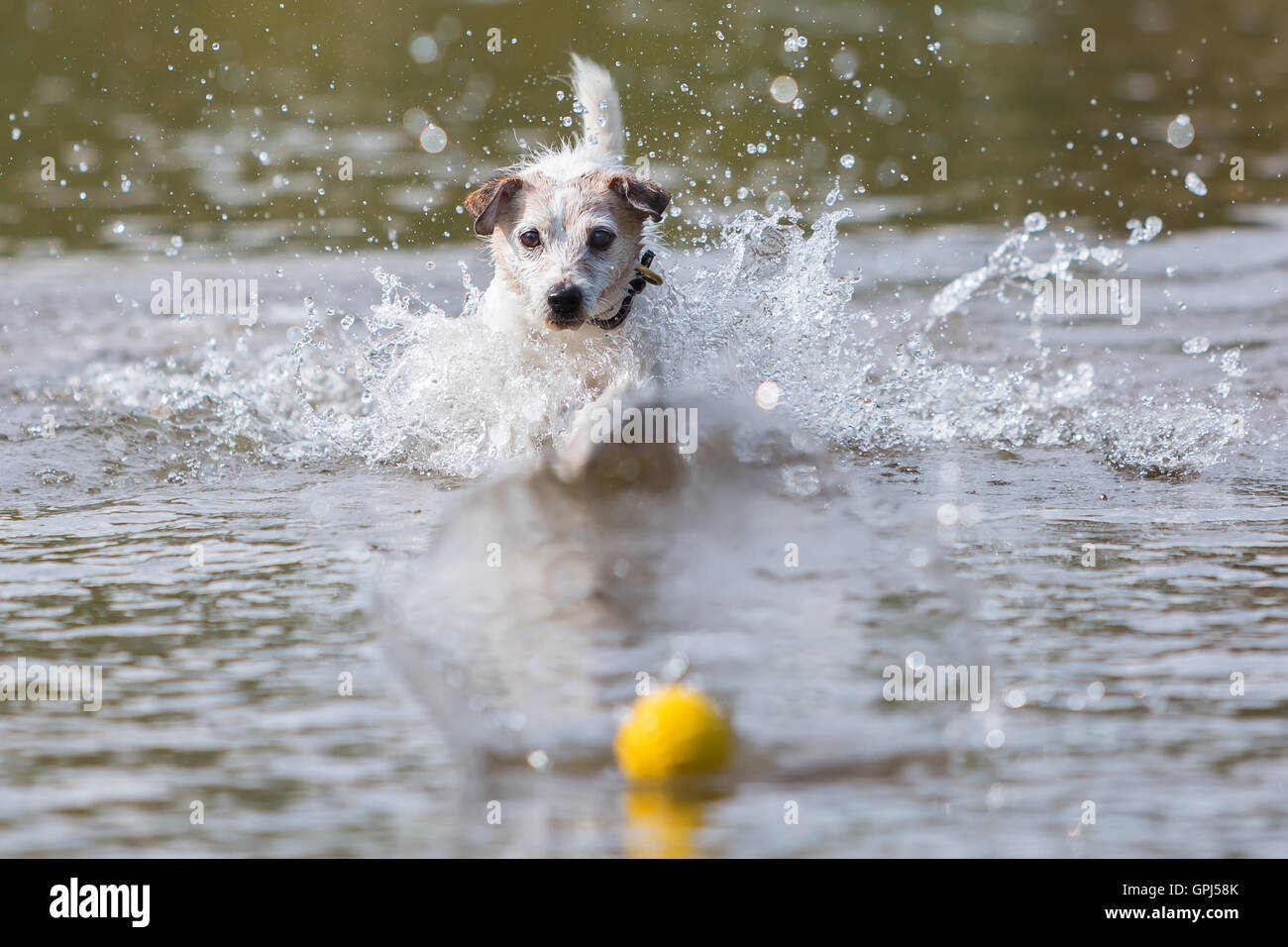 Retrieving A Ball High Resolution Stock Photography and Images - Alamy