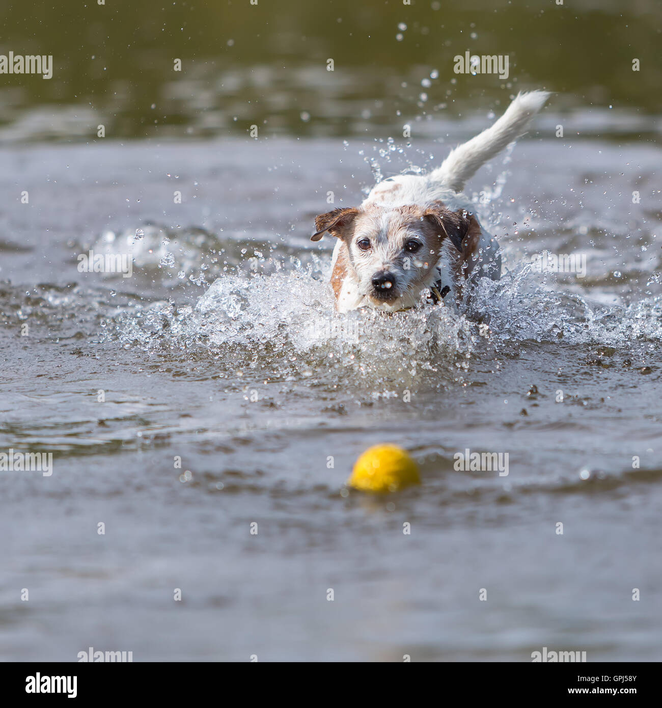 Retrieving a ball hi-res stock photography and images - Alamy