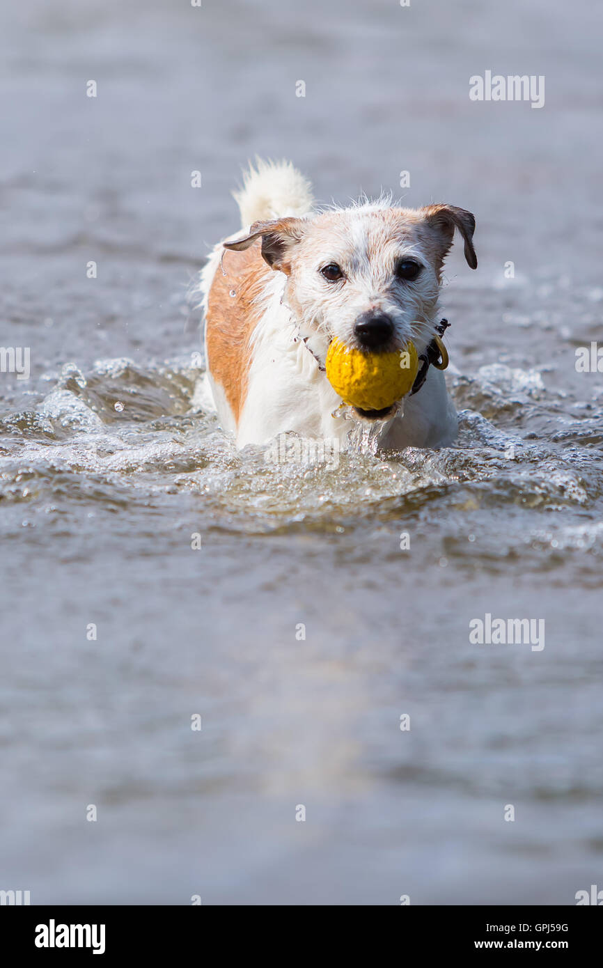 Retrieving a ball hi-res stock photography and images - Alamy