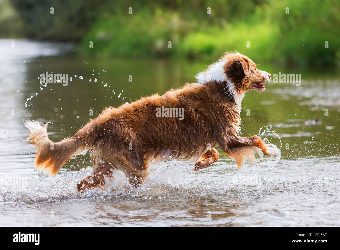 brown colored Australian Shepherd is running in a river with splashing ...
