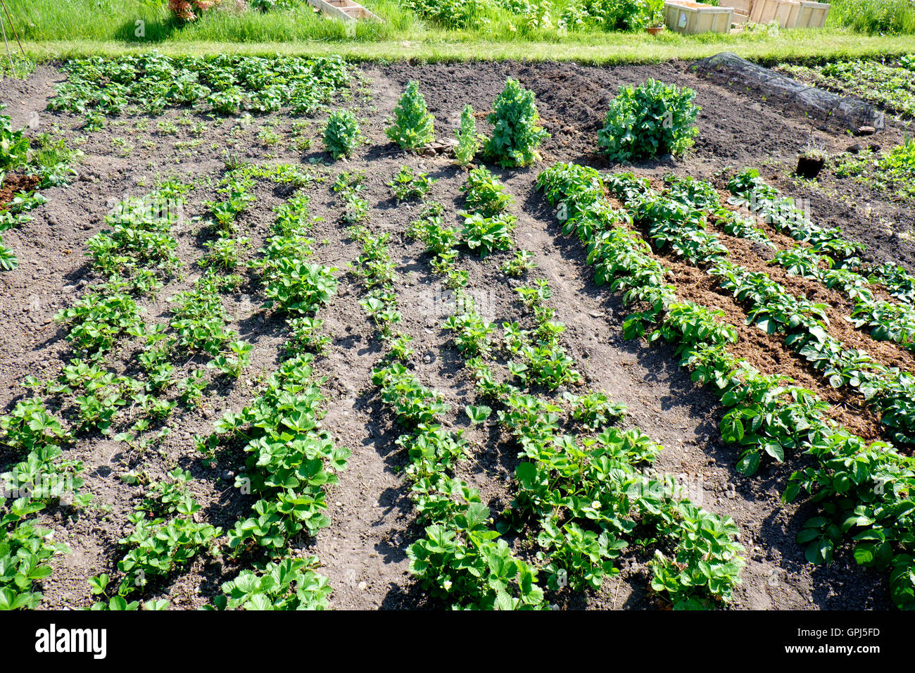 Everbearing strawberries in early summer growing in rows in an ...