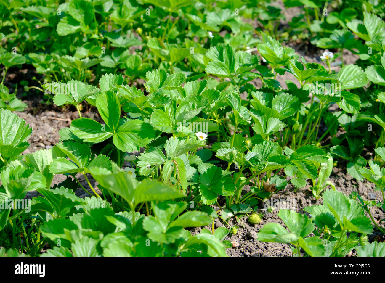 Everbearing hi-res stock photography and images - Alamy