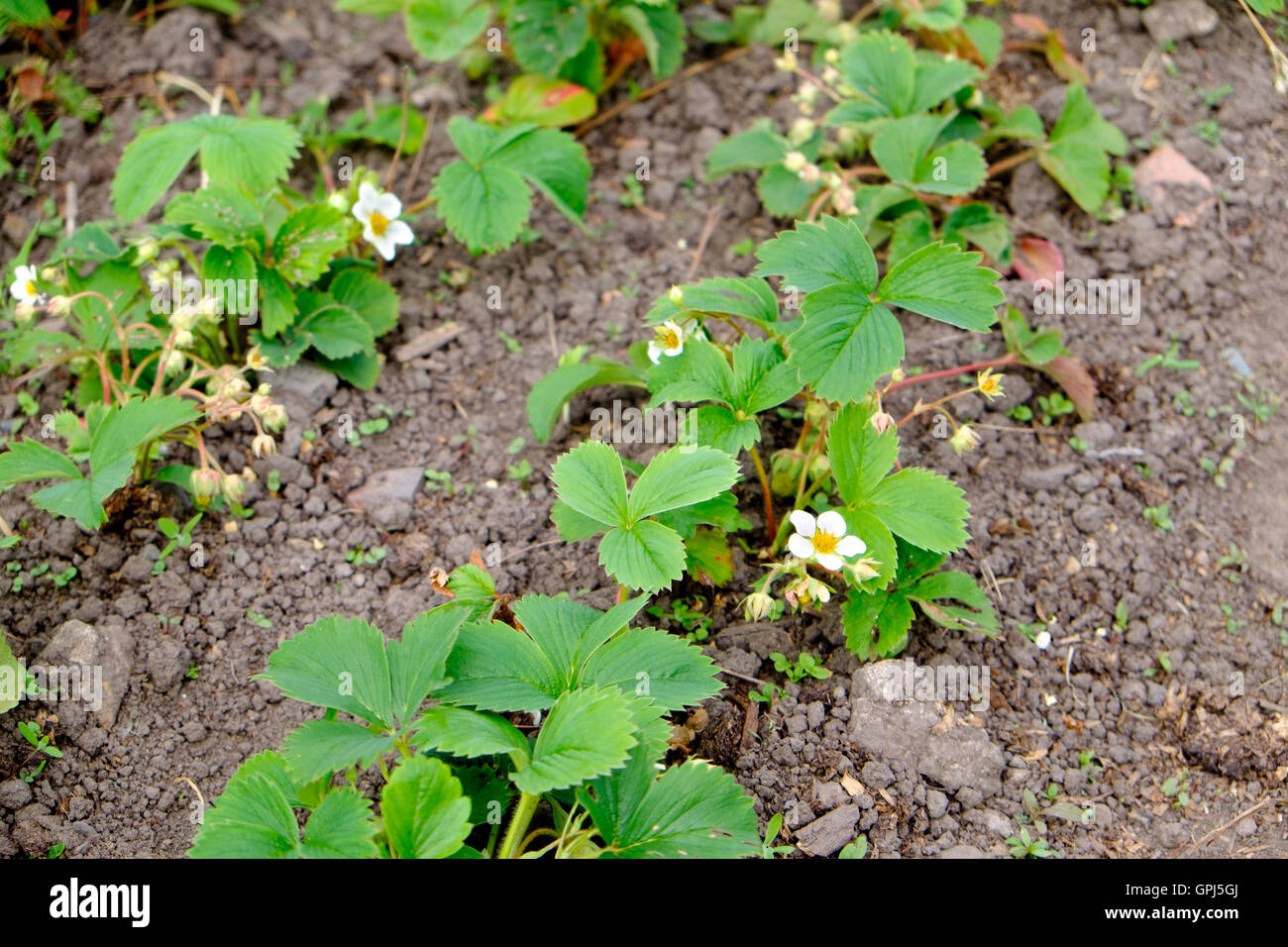 Everbearing strawberries in early summer growing in rows in an ...