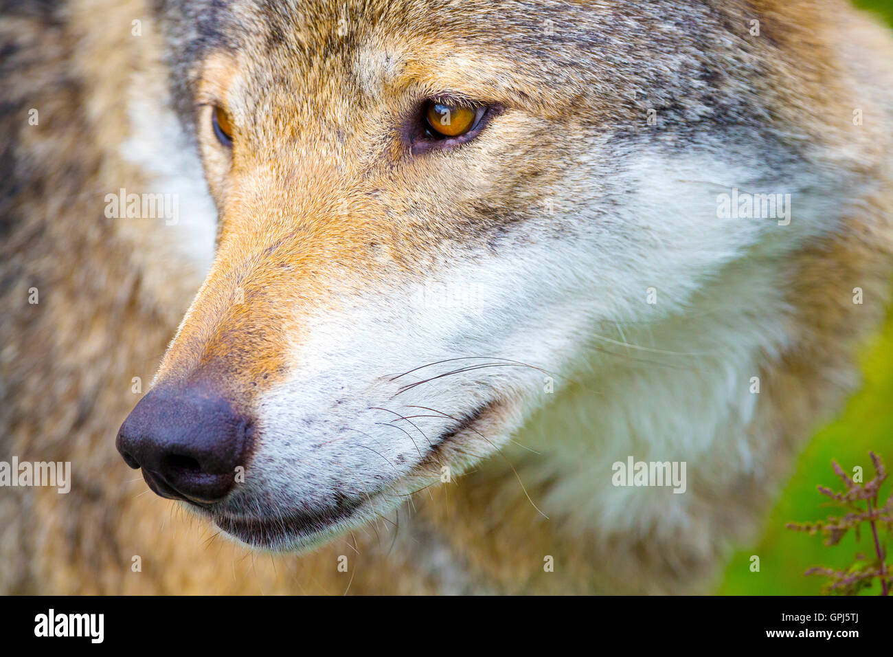 Wolf head hi-res stock photography and images - Alamy