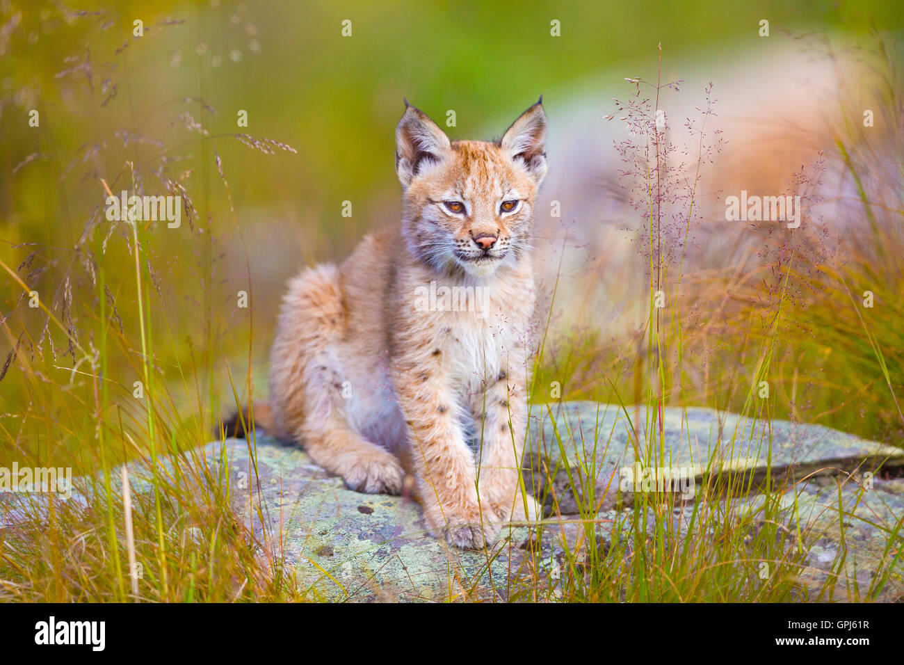 Sitting Lynx Cub