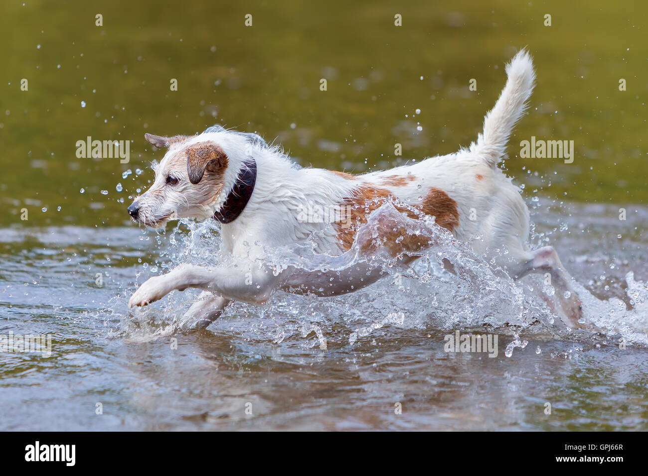 Parson Russell Terrier runs in a river Stock Photo - Alamy