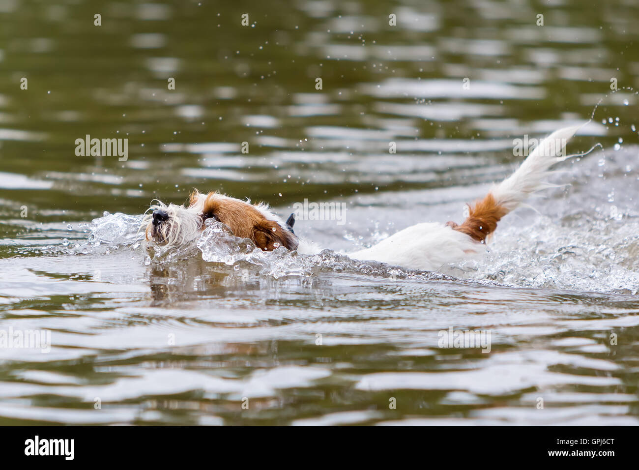 Parson Russell Terrier swims in a river Stock Photo - Alamy