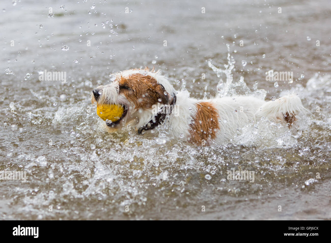 Parson Russell Terrier is playing with a ball in a river Stock Photo ...