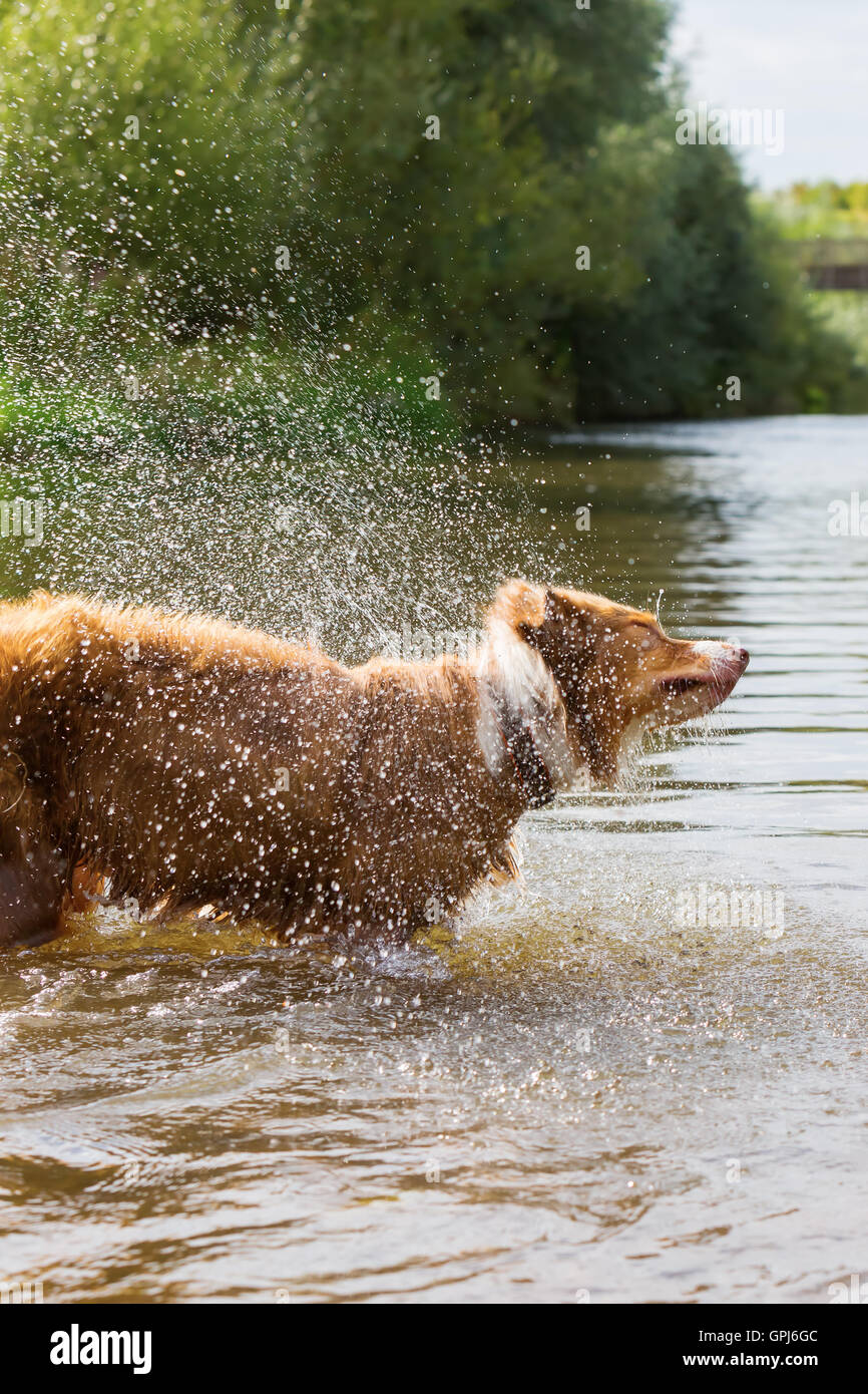Australian shepherd dog shakes hi-res stock photography and images - Alamy