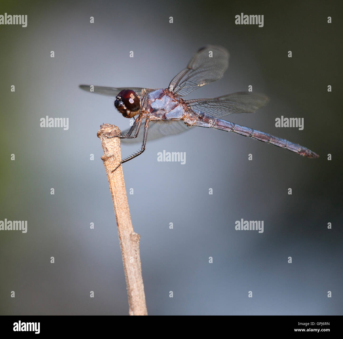 Light blue and grey dragonfly on a stick with a blue and green ...
