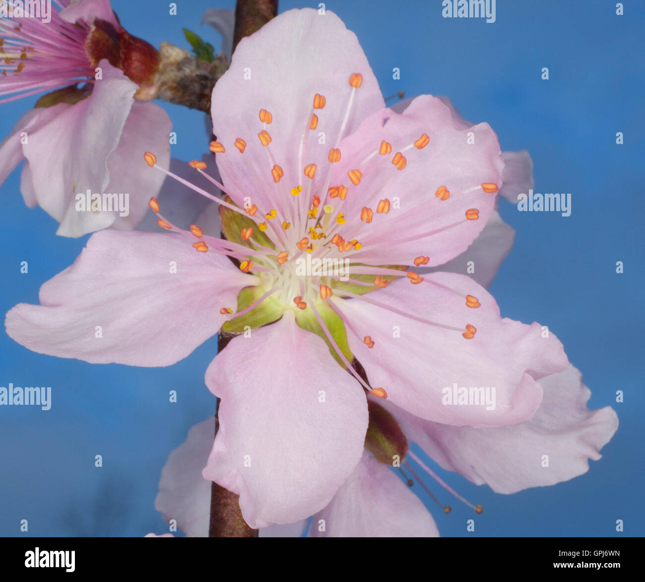 Pink nectarine flower on the tree with blue sky behind Stock Photo - Alamy