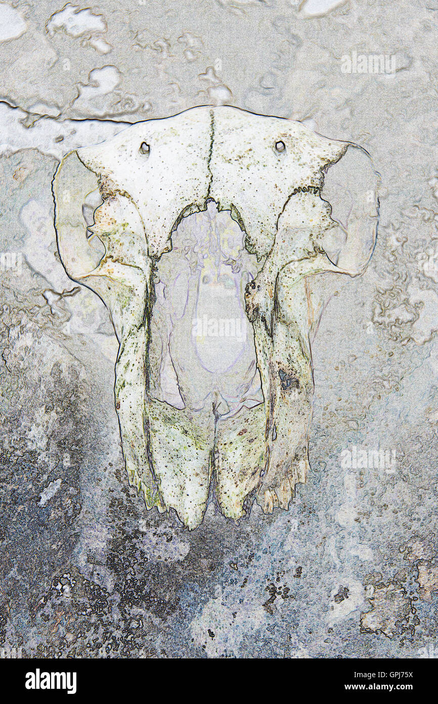 Dead Sheep Skull Stock Photo - Alamy