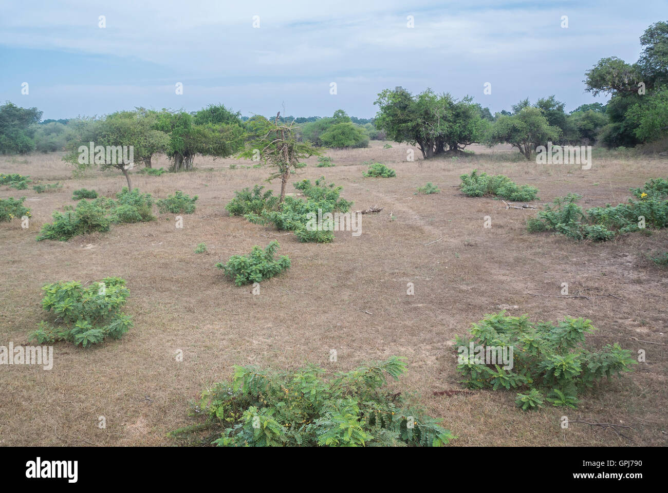 Yala National Park - Landscape, Sri Lanka Stock Photo - Alamy