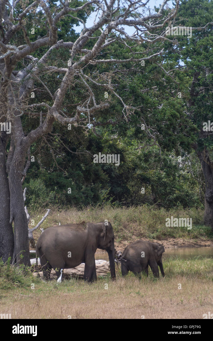 Elephants at Yala National Park, Sri Lanka Stock Photo - Alamy
