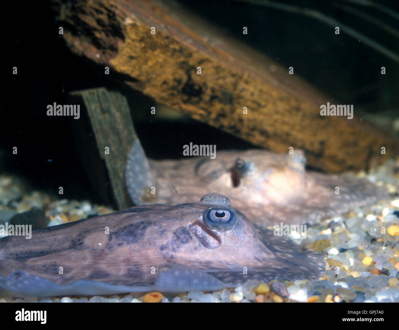 Potamotrygon Stingray High Resolution Stock Photography and Images - Alamy