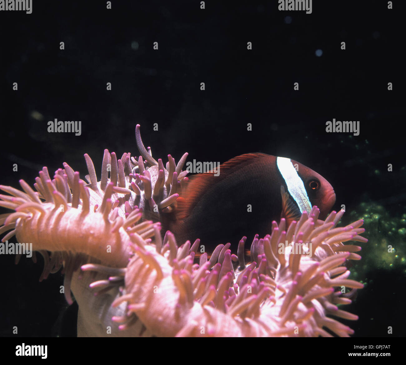 Tomato Clownfish Amphiprion High Resolution Stock Photography and ...