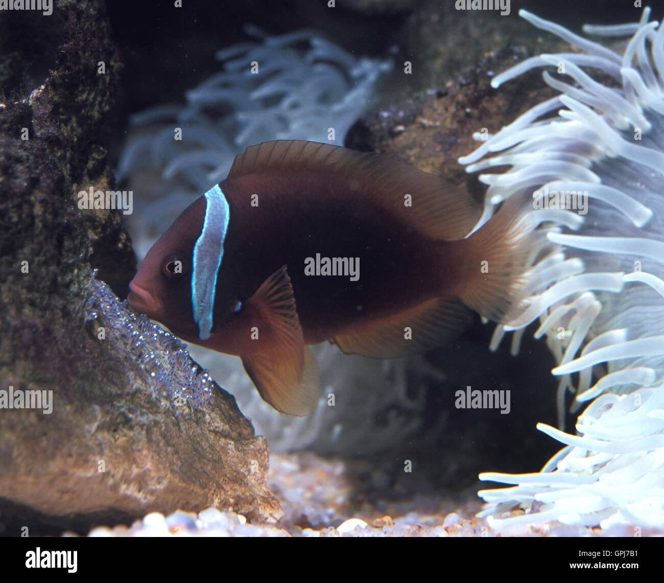 Parasites Eggs High Resolution Stock Photography and Images - Alamy