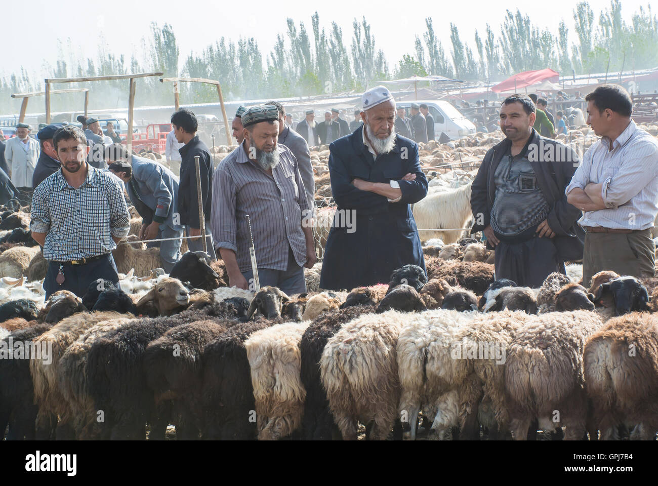 Bartering for Sheep at Livestock Market, Kashgar, China Stock Photo - Alamy
