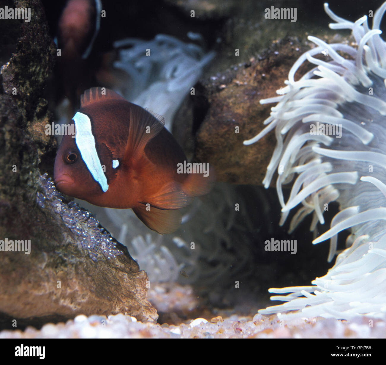 Parasites Eggs High Resolution Stock Photography and Images - Alamy