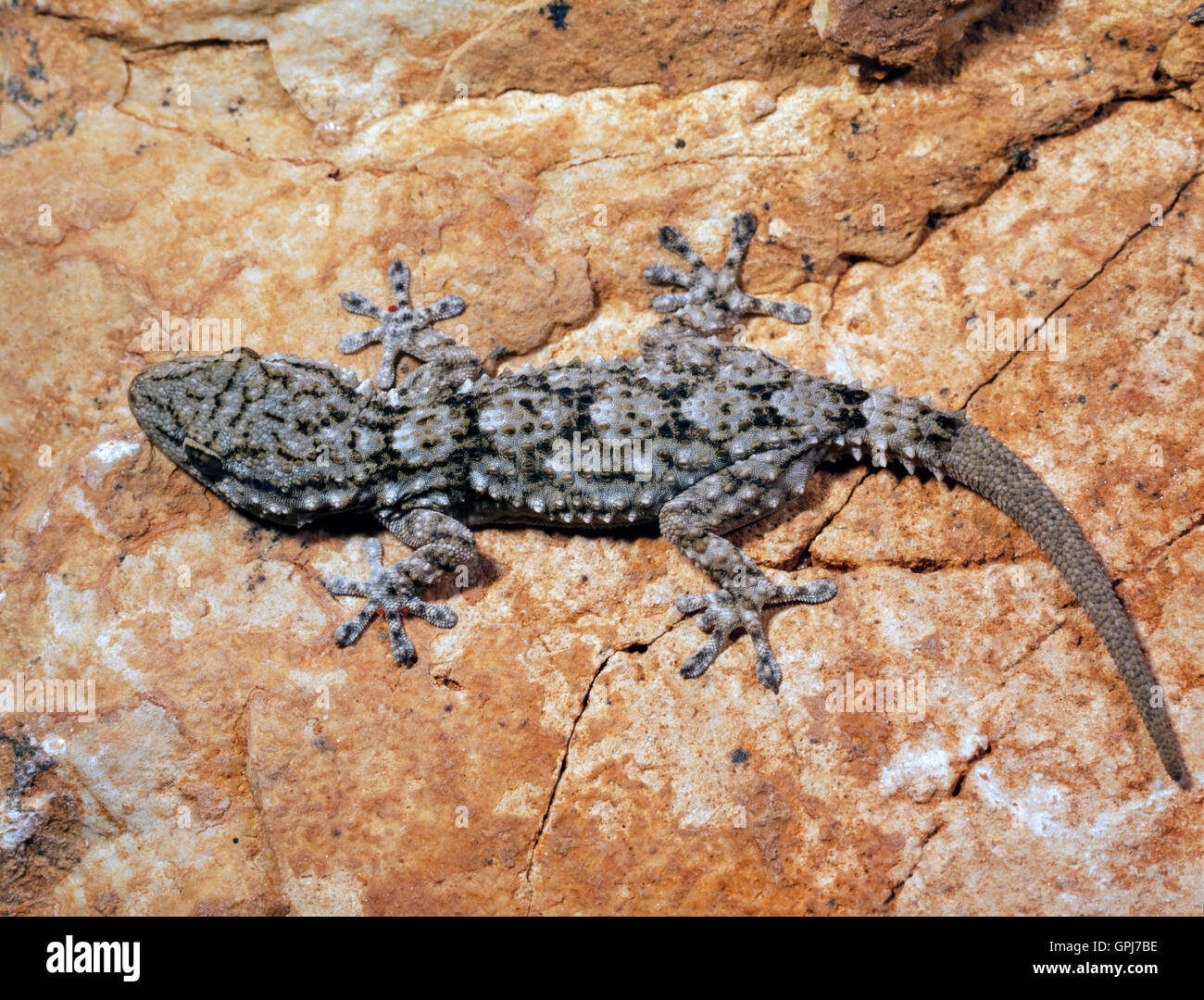 Common Geckos High Resolution Stock Photography and Images - Alamy