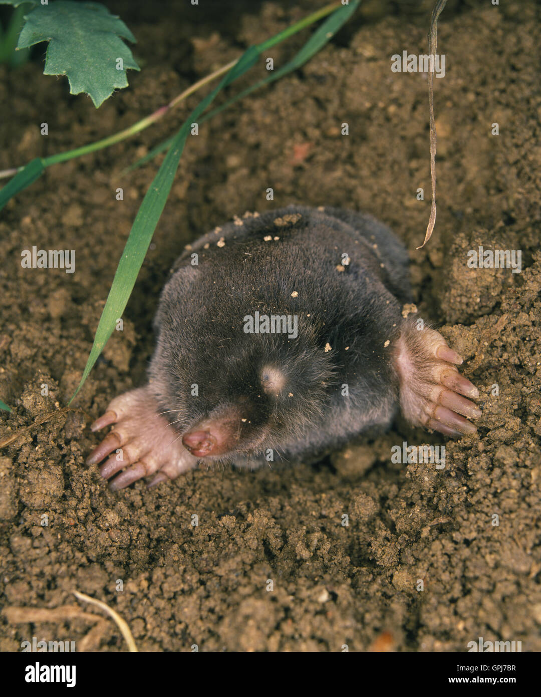 Mole Mounds High Resolution Stock Photography and Images - Alamy