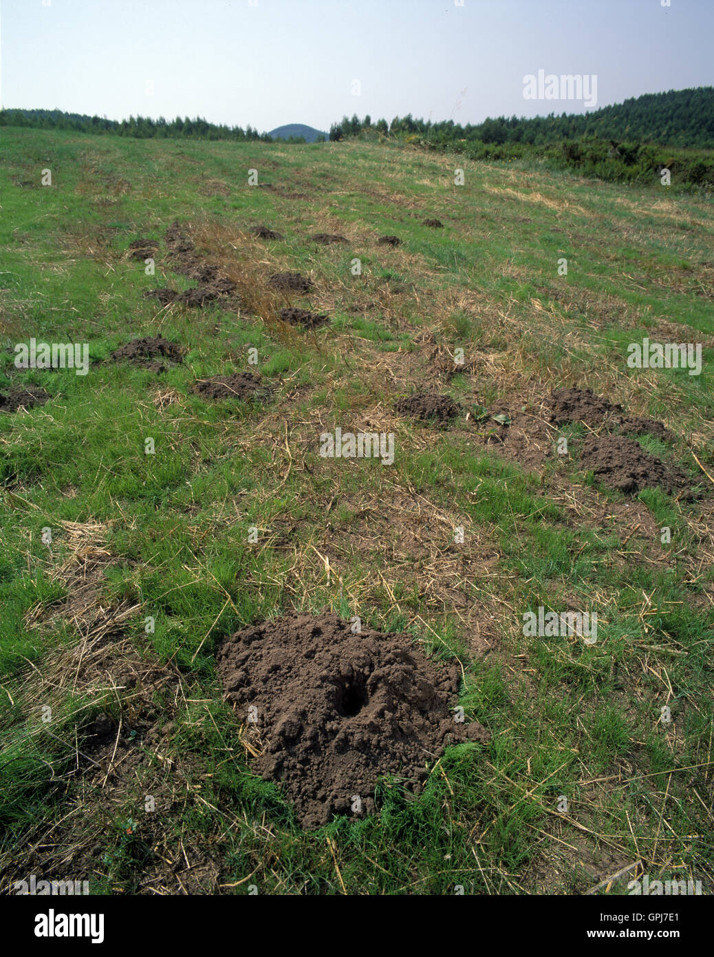 Mole Mounds High Resolution Stock Photography and Images - Alamy