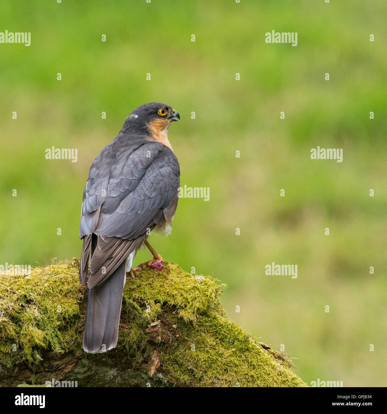 Blue male sparrow hawk hi-res stock photography and images - Alamy