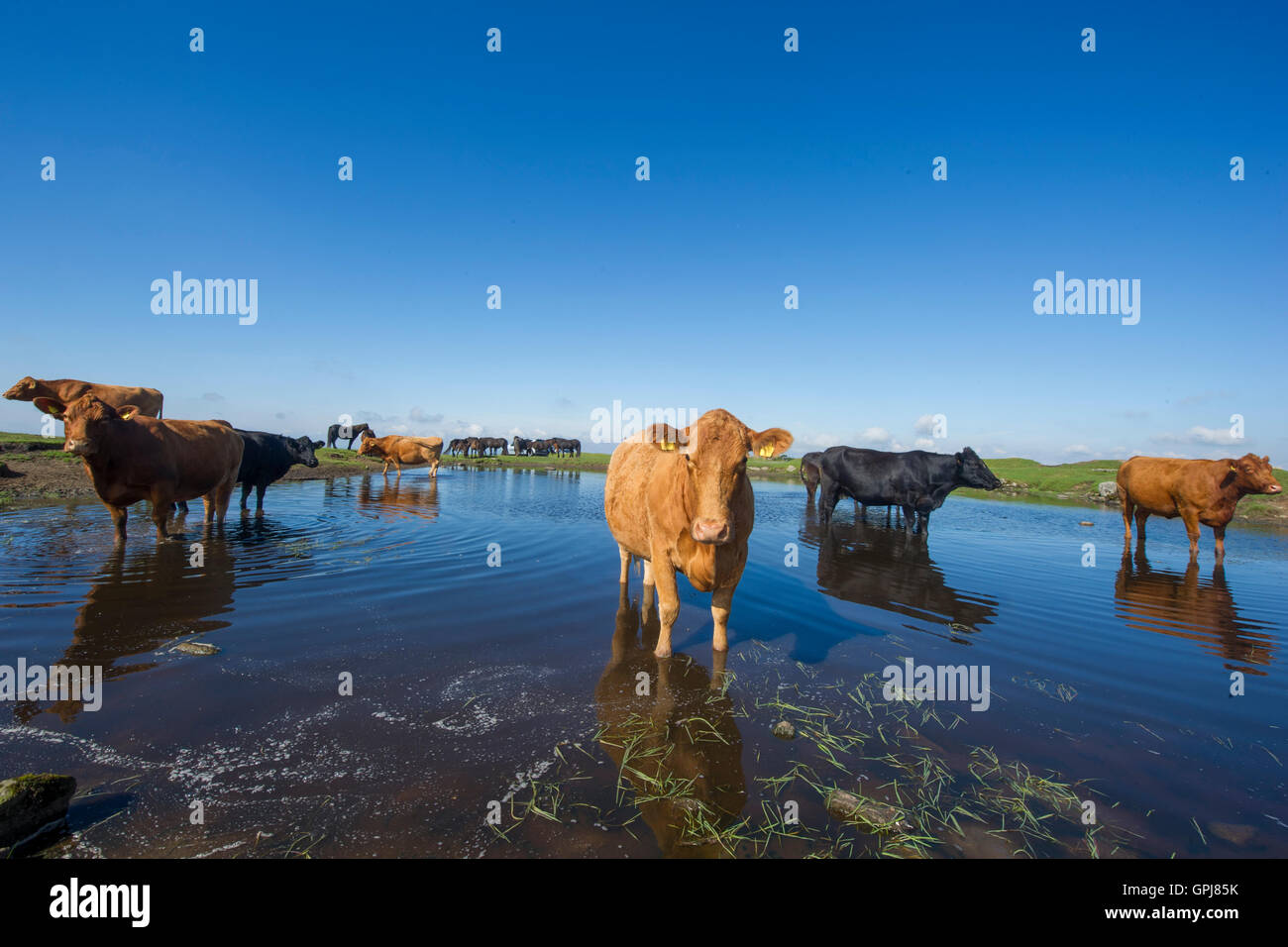 Cows in a pond on Dartmoor in Devon Stock Photo - Alamy
