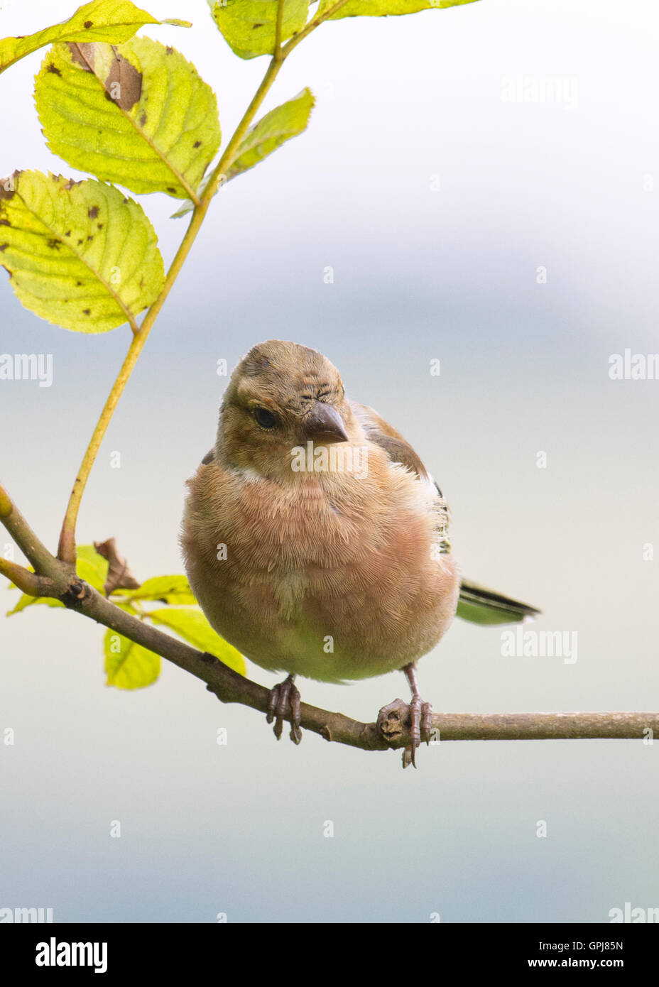 European chaffinch hi-res stock photography and images - Alamy