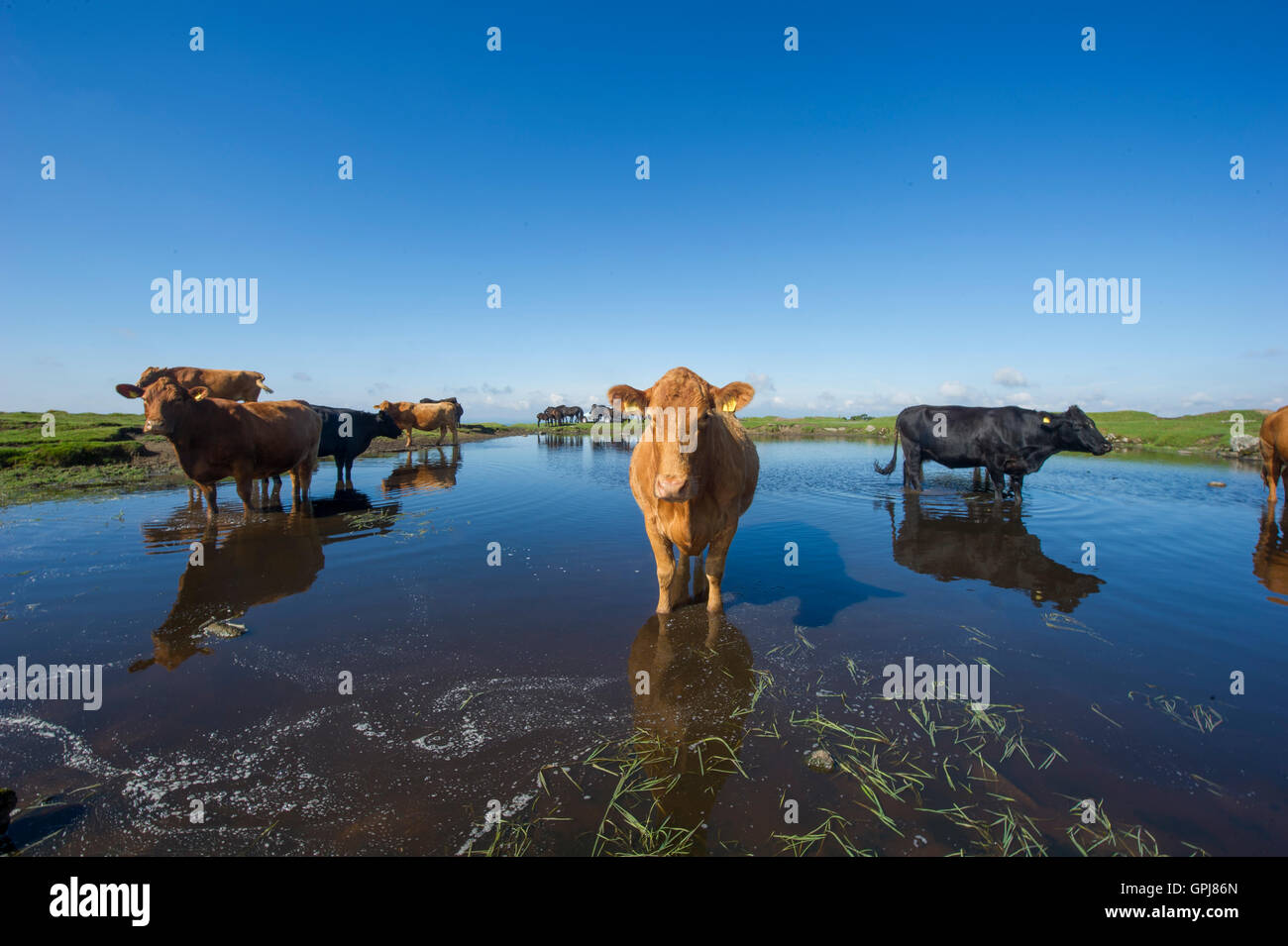 Cows in a pond on Dartmoor in Devon Stock Photo - Alamy