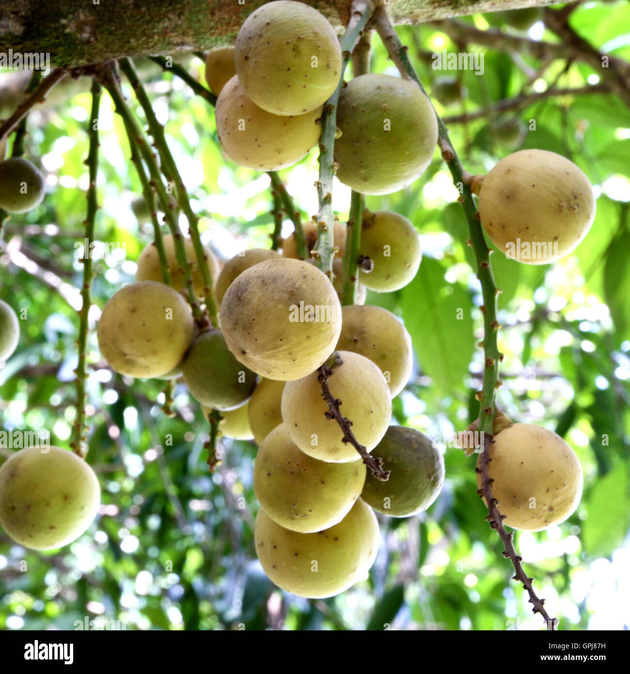 Lansa hi-res stock photography and images - Alamy