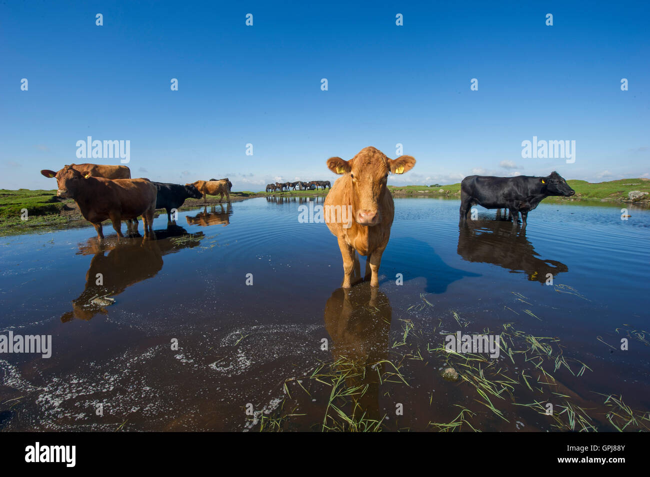 Cows in a pond on Dartmoor in Devon Stock Photo - Alamy