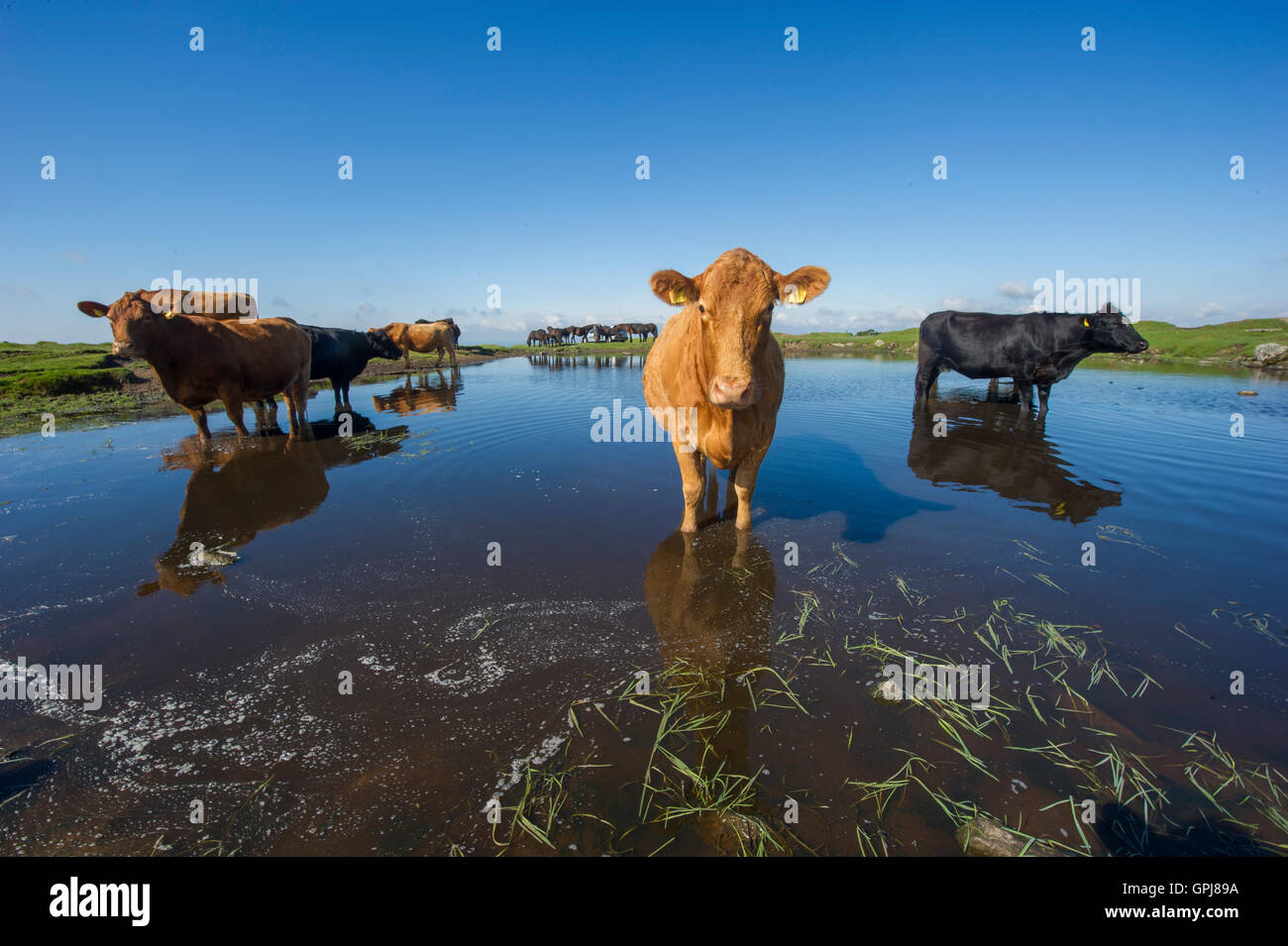 Cows in a pond on Dartmoor in Devon Stock Photo - Alamy