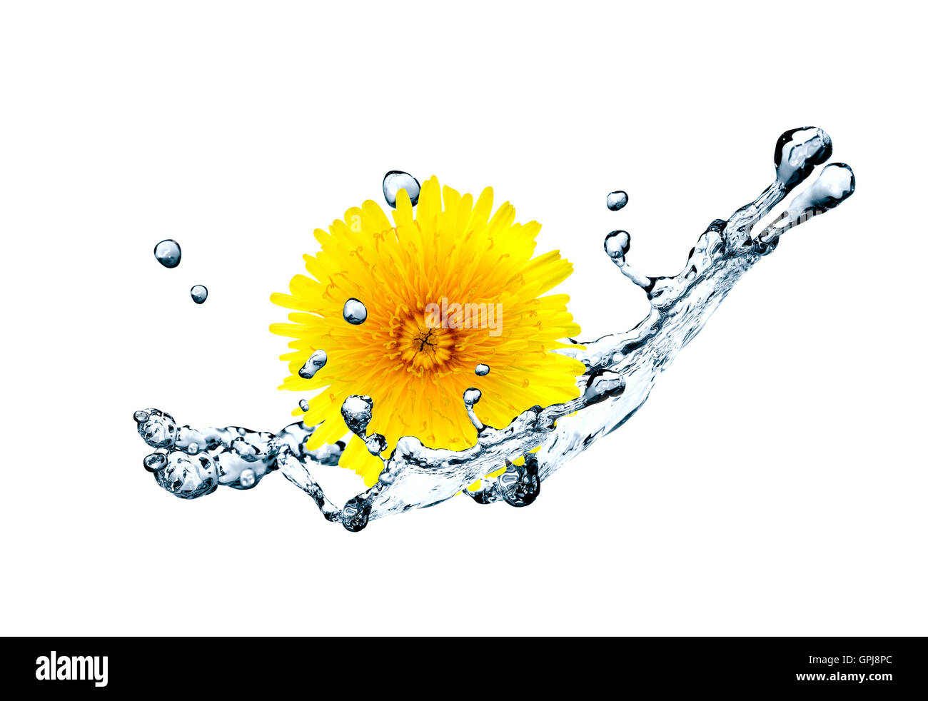 Dandelion In Water Stock Photo - Alamy
