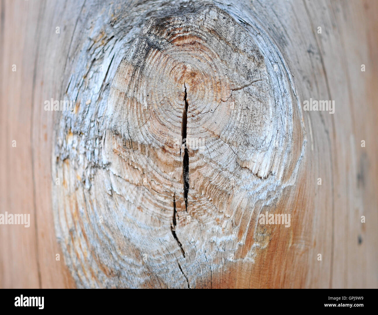 Close Up detail of a tree trunk knot from old branch Stock Photo - Alamy