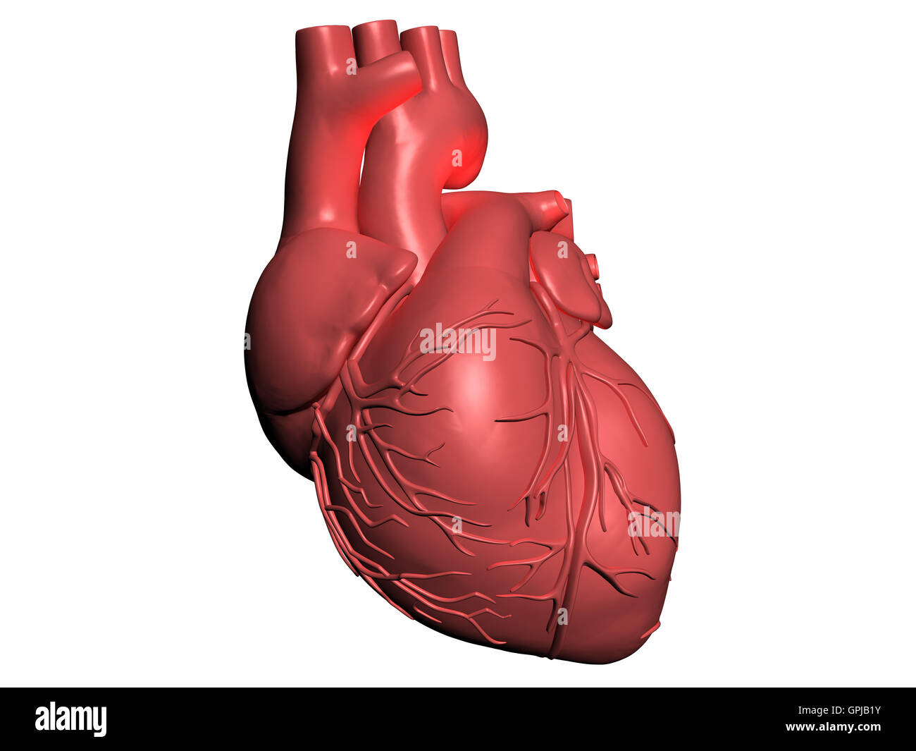 Model of human heart Stock Photo - Alamy