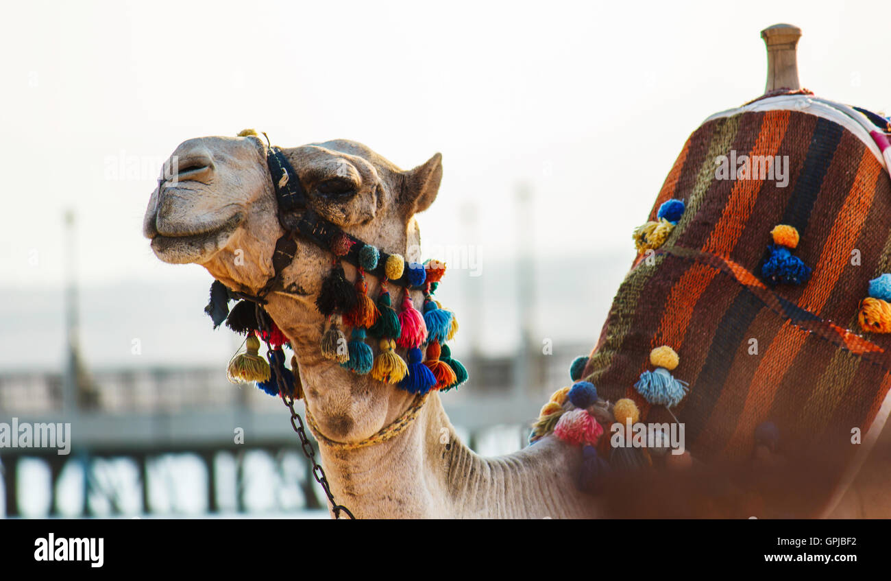 The muzzle of the African camel Stock Photo - Alamy