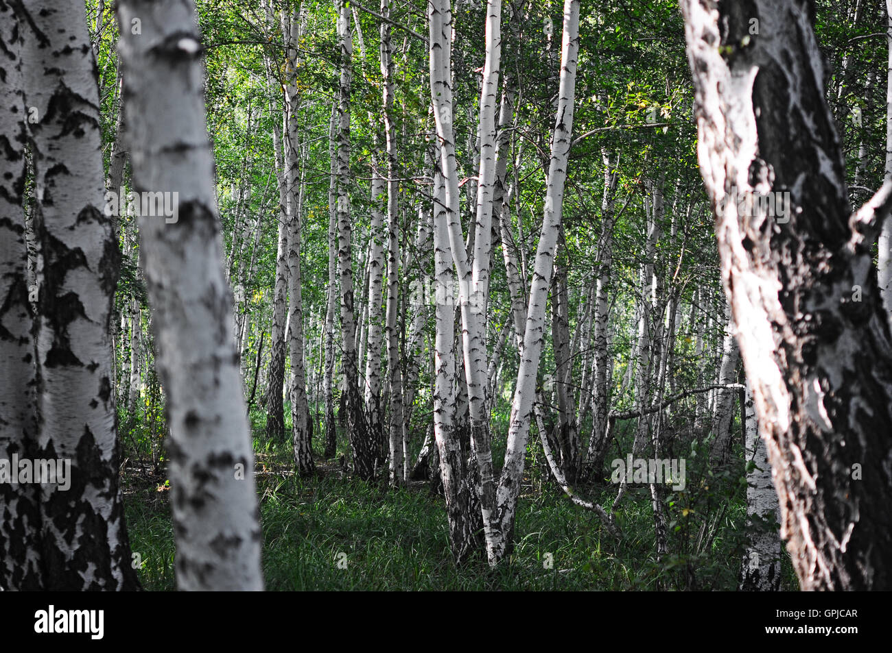 Slender birch tree hi-res stock photography and images - Alamy