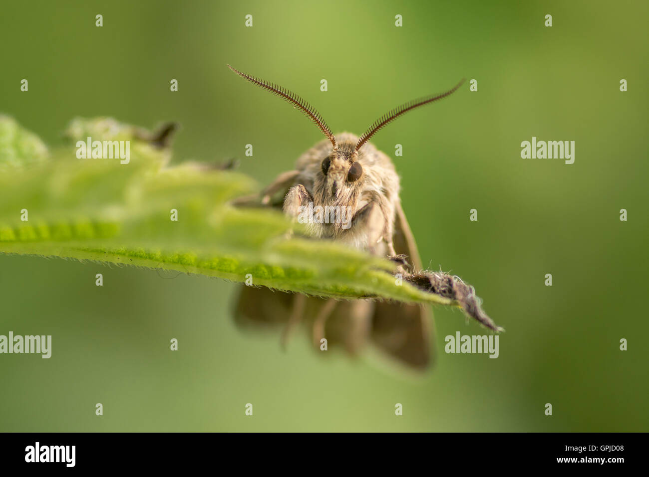 Moth face close up hi-res stock photography and images - Alamy