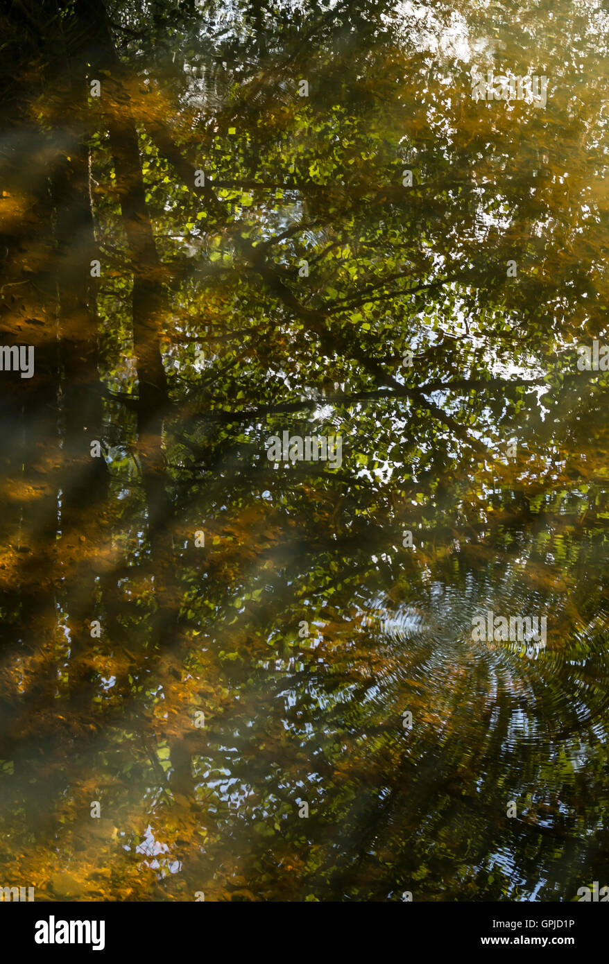 Autumn leaves and trees reflected in water, Knettishall Heath, Suffolk ...