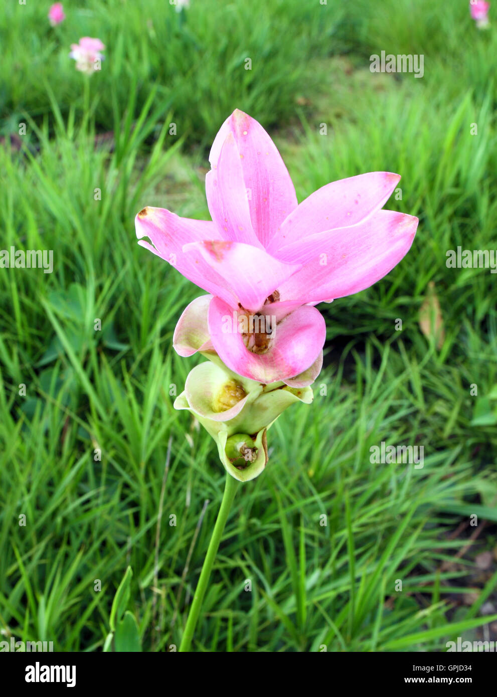 Siam Tulip or Patumma Stock Photo - Alamy