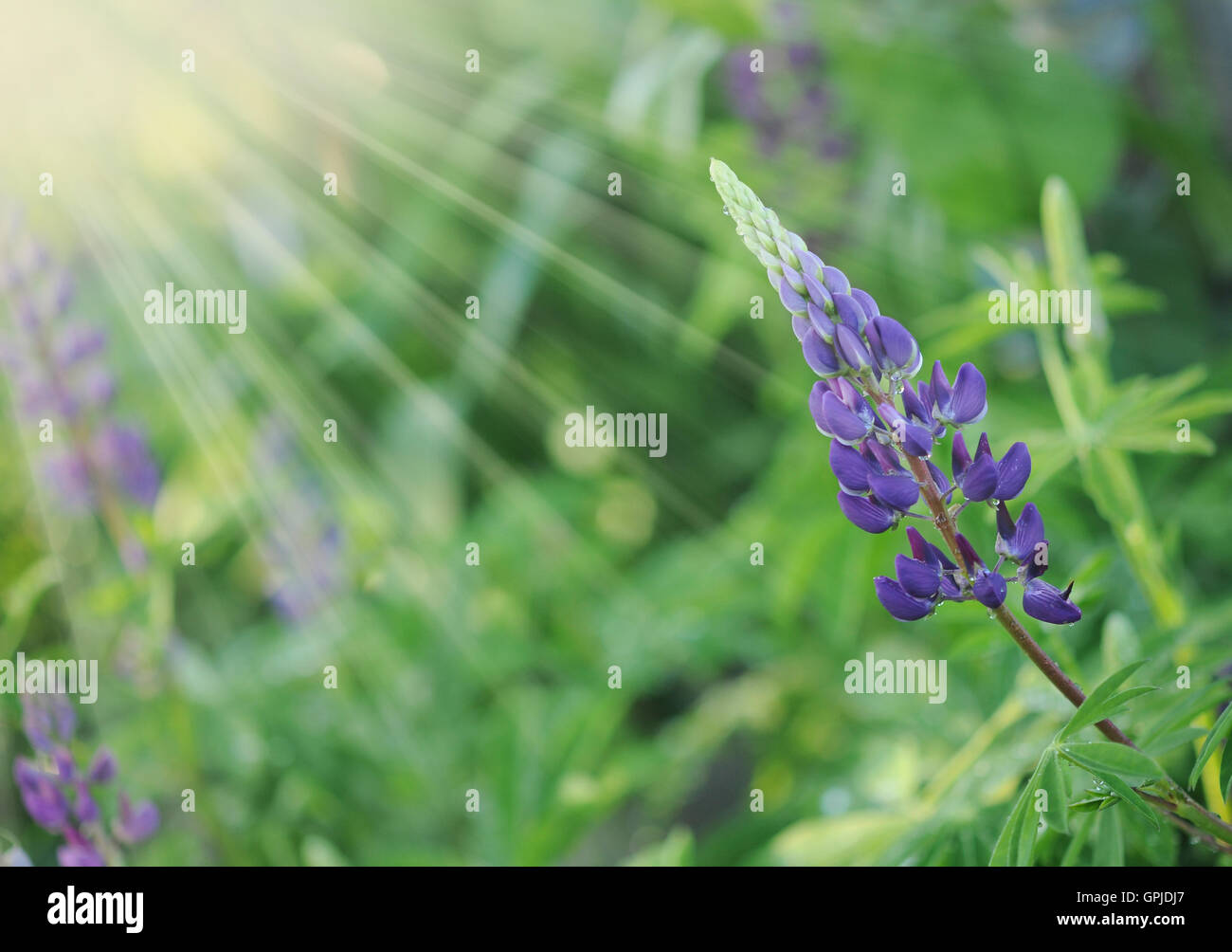 Lupin allergy hi-res stock photography and images - Alamy
