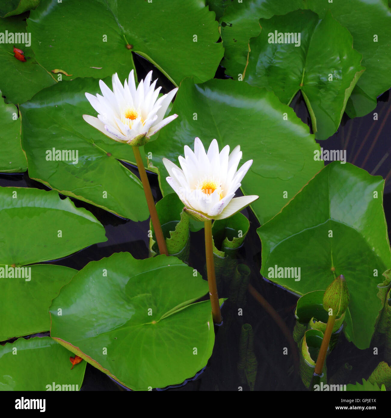 two white lotus flower Stock Photo - Alamy