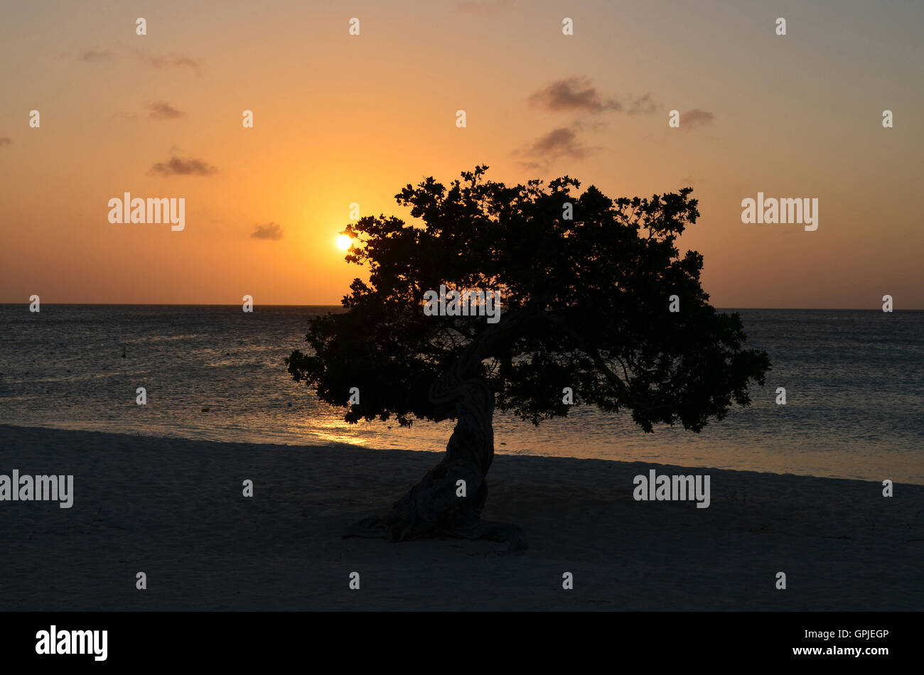 A silhouetted watapana tree on the beach in Aruba Stock Photo - Alamy