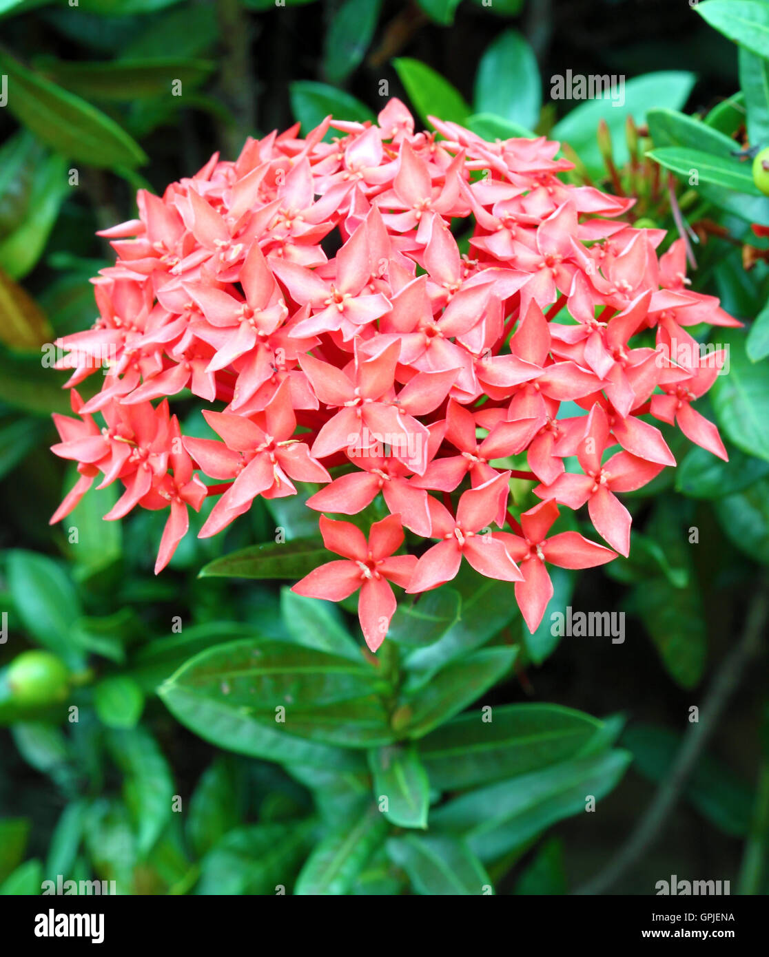 Jungle geranium (Ixora coccinea Stock Photo - Alamy